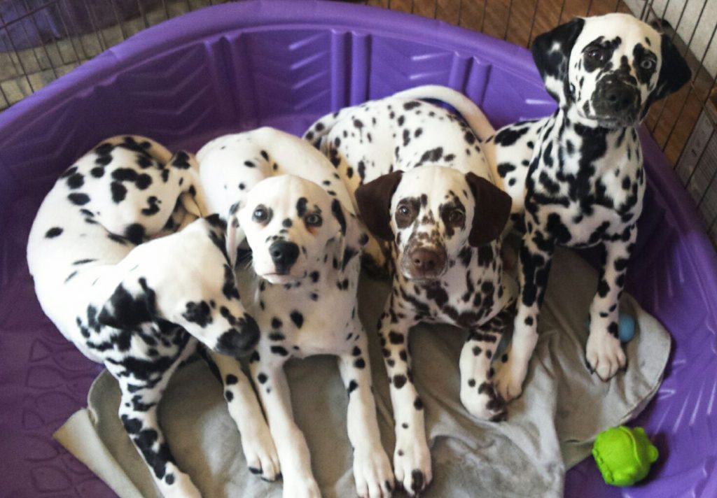 Dalmatian Puppies - JLS Dalmatians