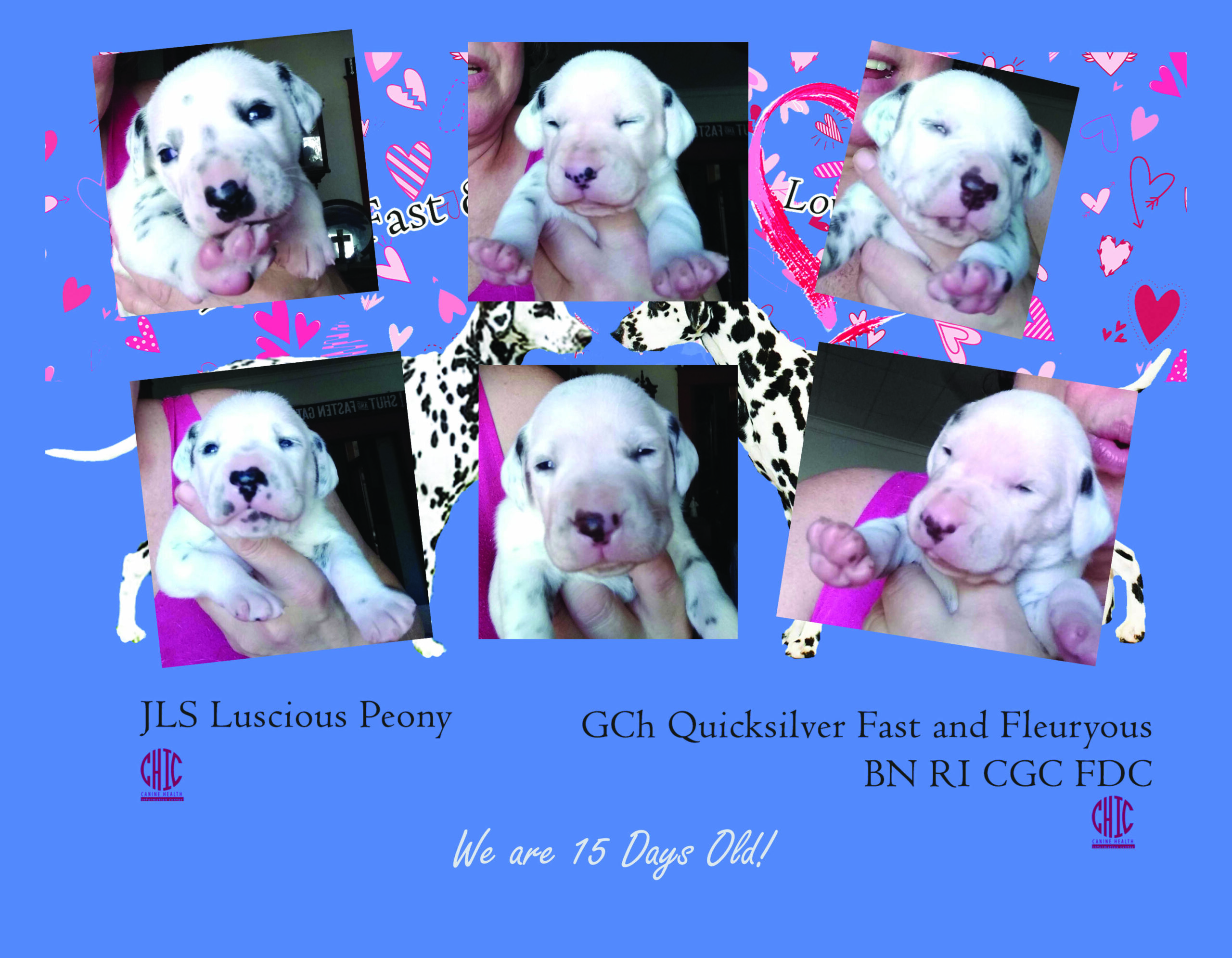 Week 2 (15 days of age)… yahoo! – JLS Dalmatians